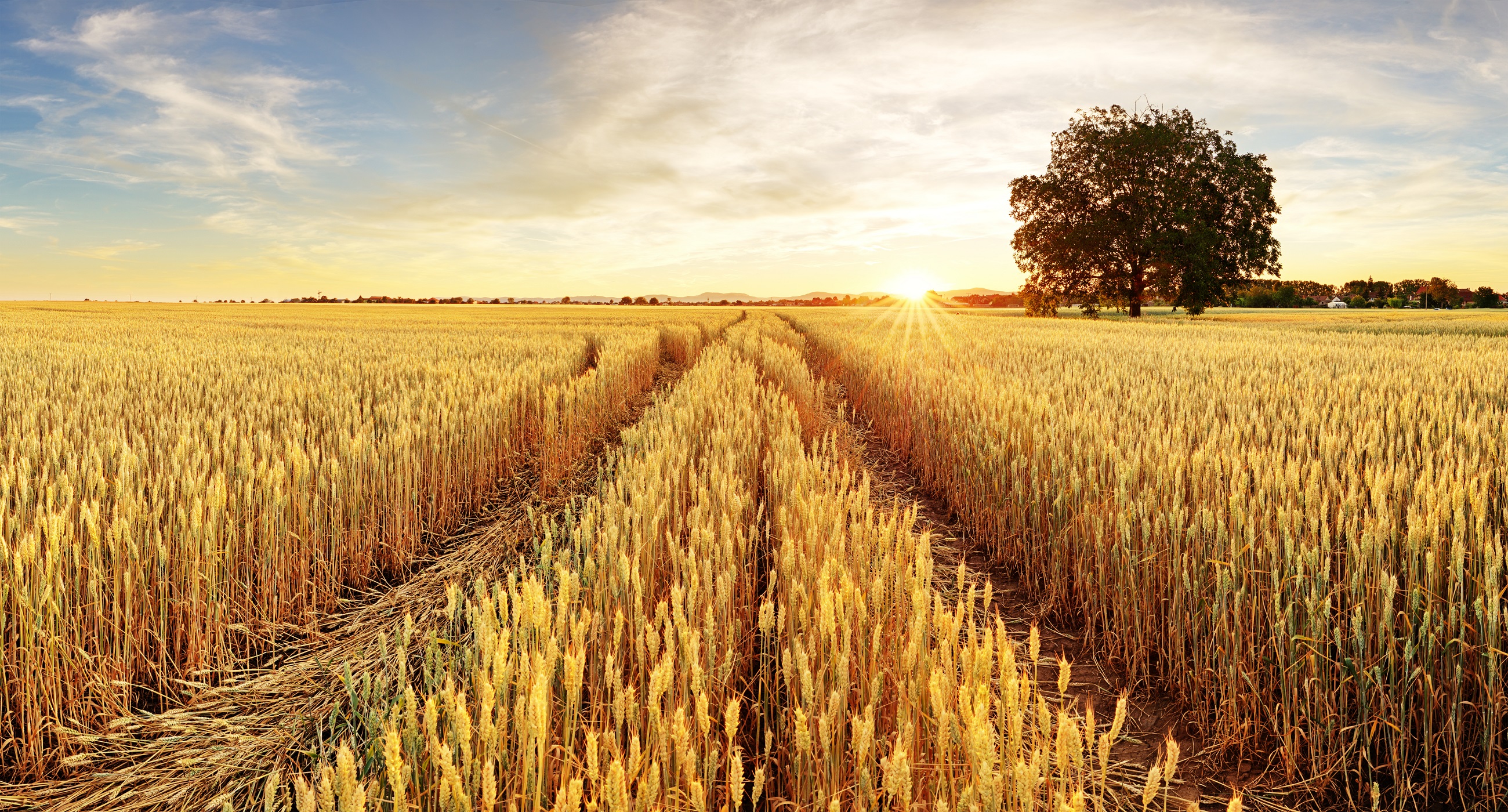 Granen | Plant Pulse